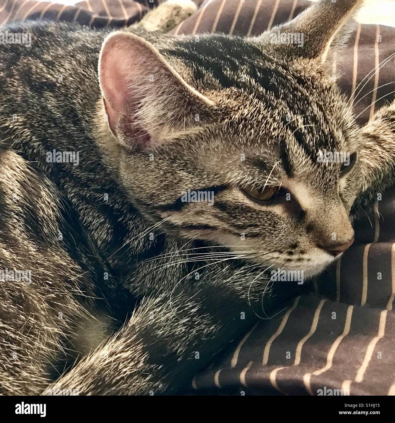 Portrait of beautiful domestic or american shorthair tabby cat with ...