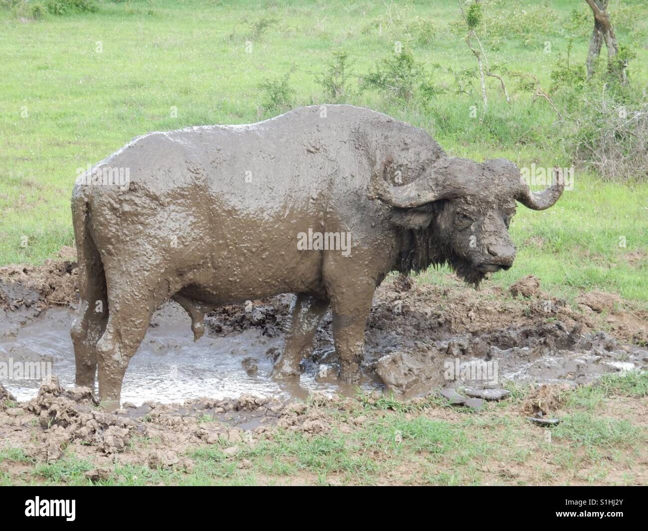 Angry african buffalo hi-res stock photography and images - Alamy