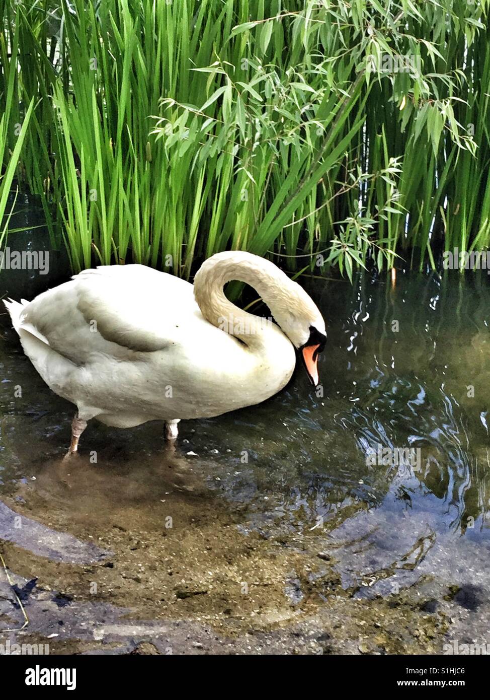 Swan entering the pond Stock Photo - Alamy