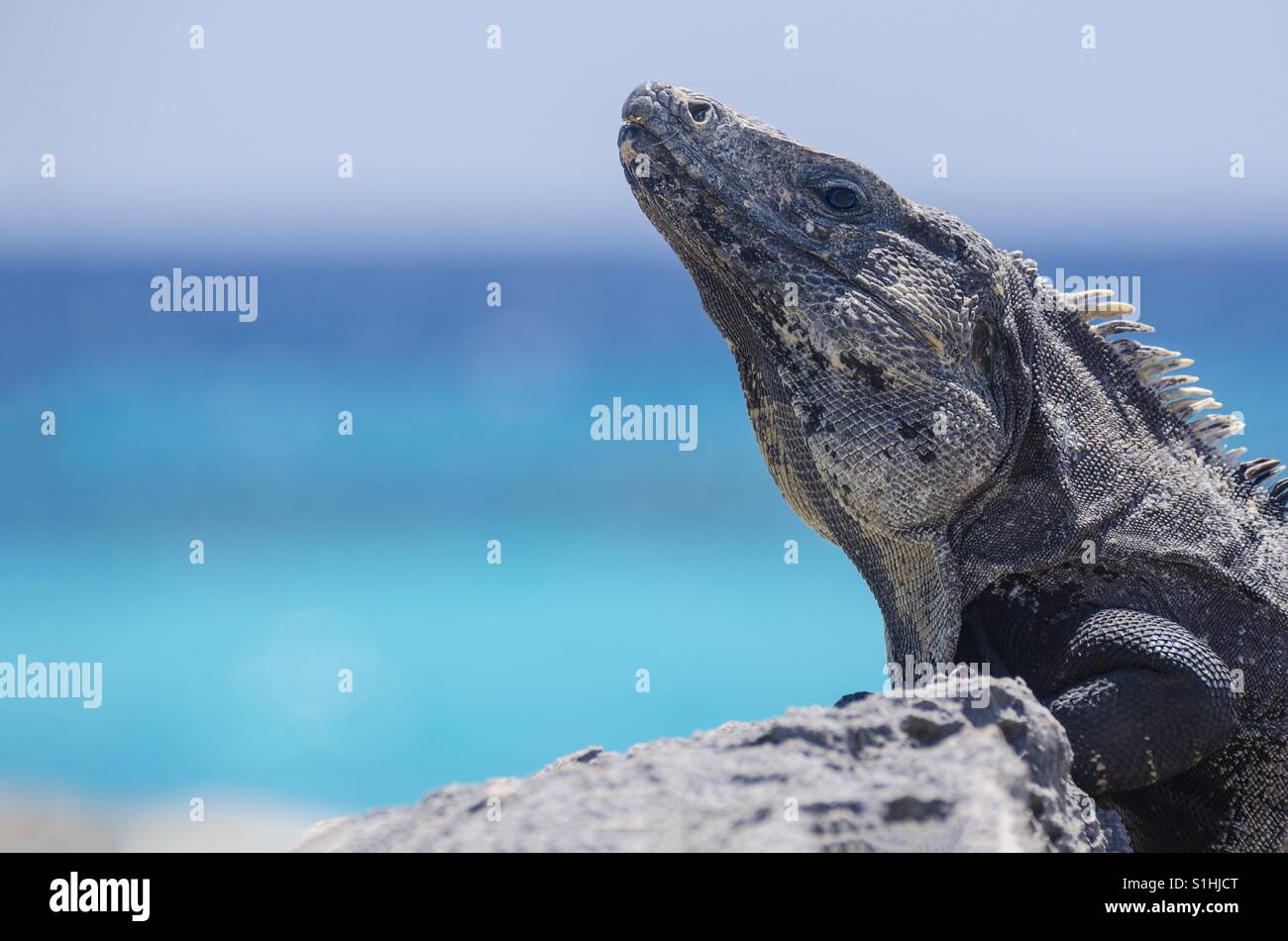 Iguana cozumel hi-res stock photography and images - Alamy