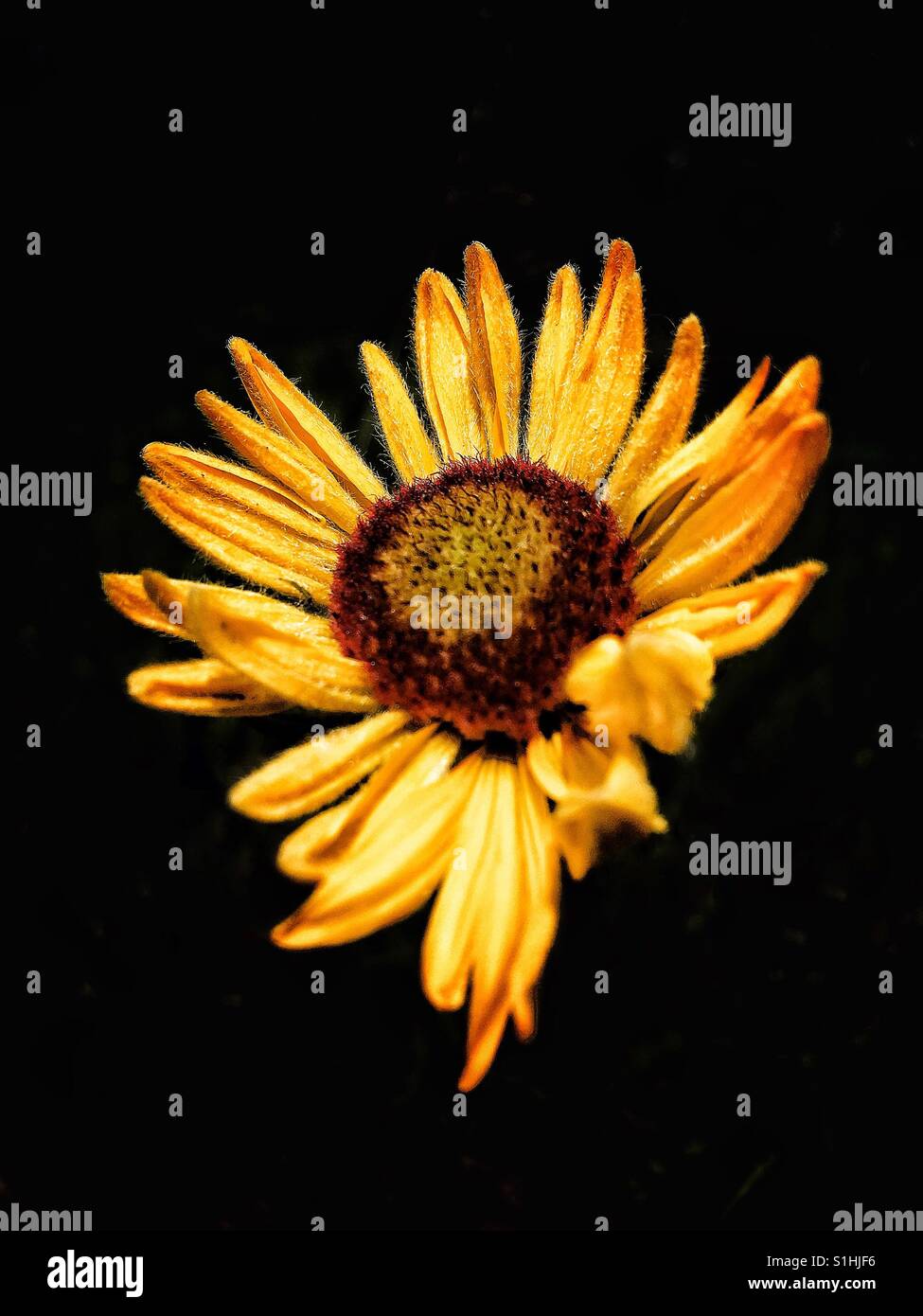 An early bloom hi-res stock photography and images - Alamy