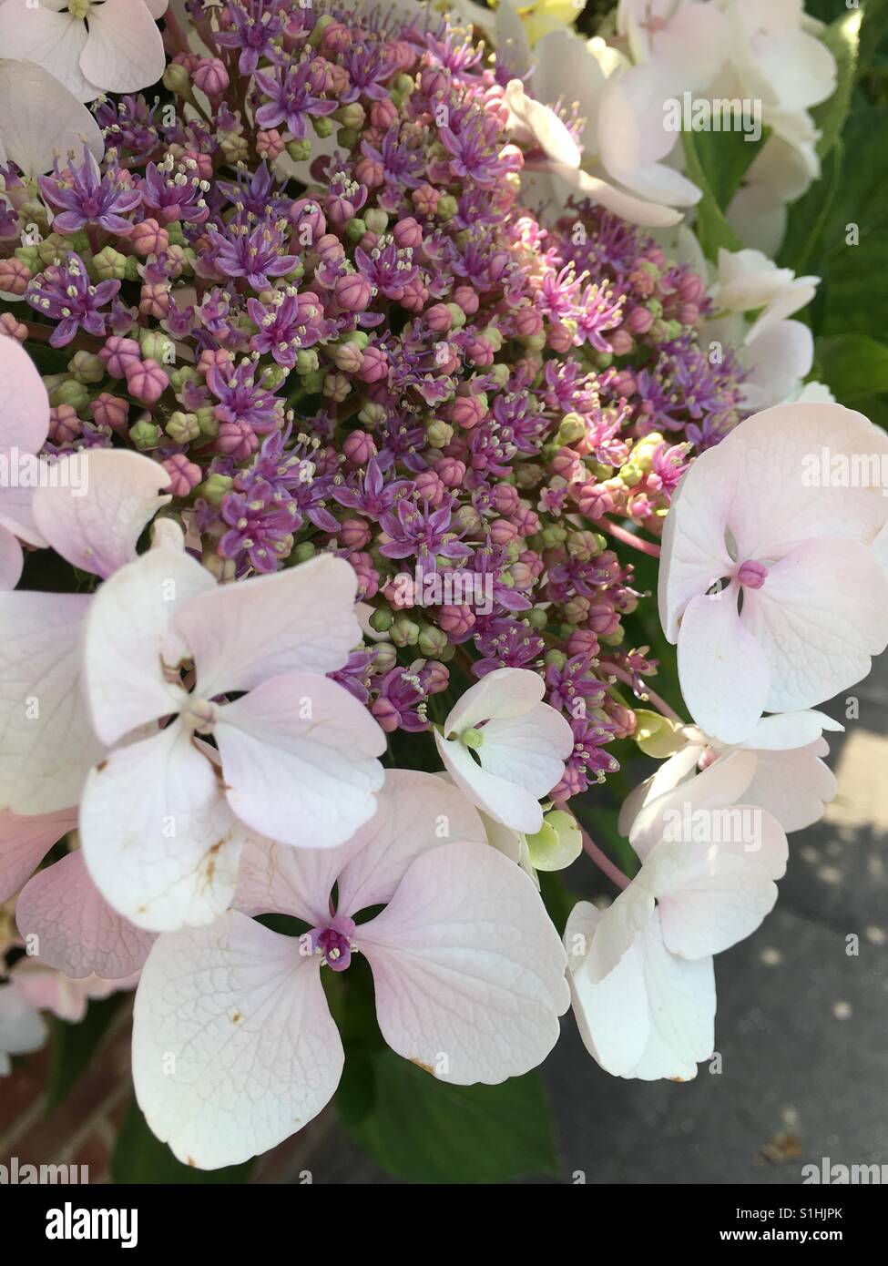 Hydrangea close up Stock Photo - Alamy