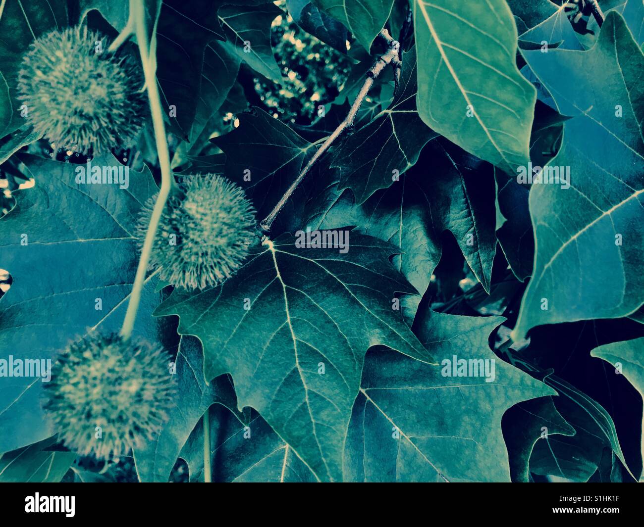 Tree leaves and fruit Stock Photo - Alamy
