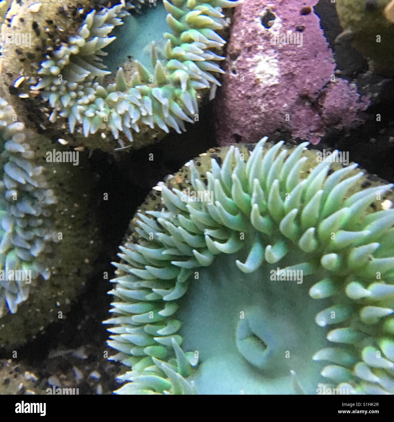 Sea life at haystack rock Stock Photo - Alamy
