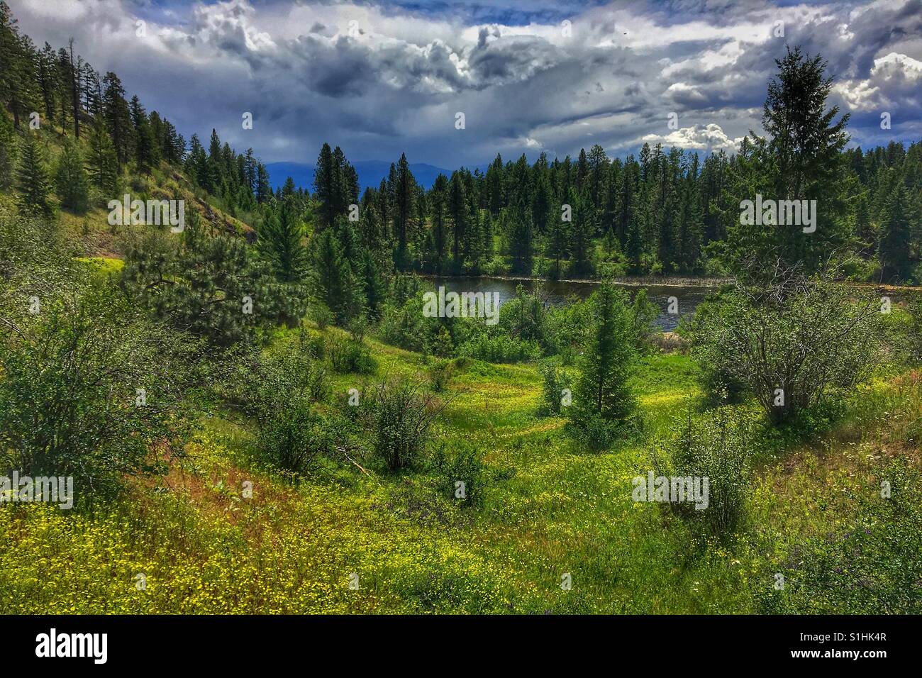 Lush green landscape of hills covered in evergreen trees, bright green ...