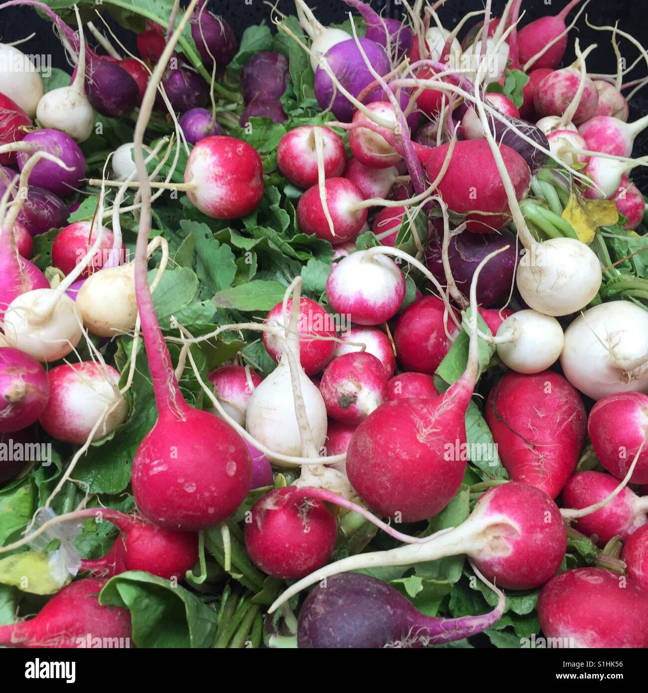 Colorful radishes hi-res stock photography and images - Alamy