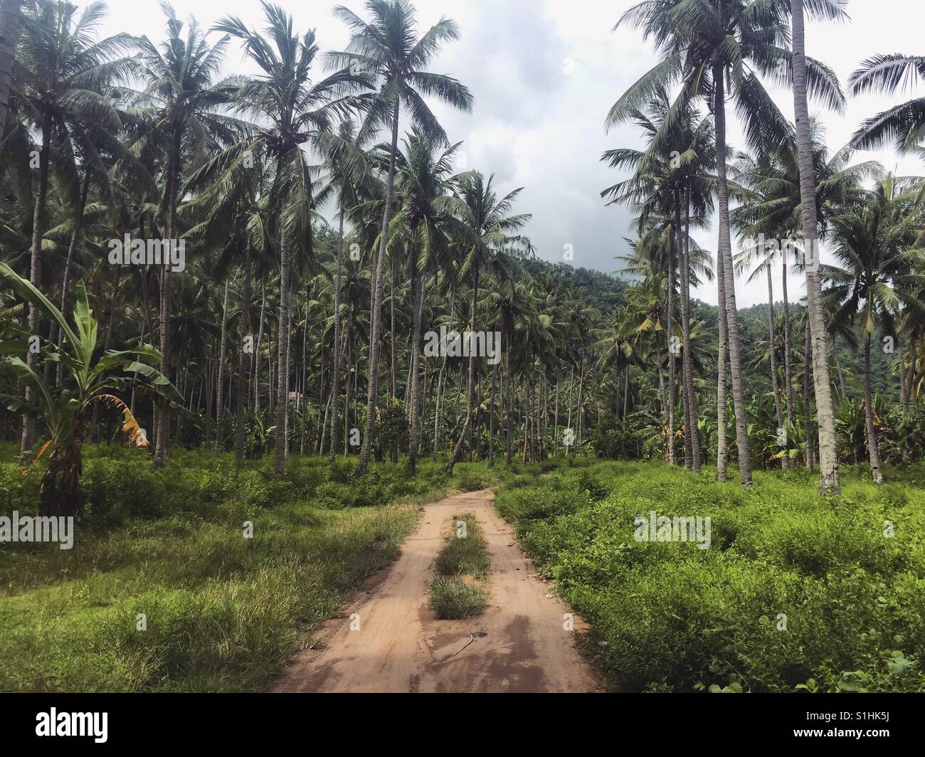 Island road hi-res stock photography and images - Alamy