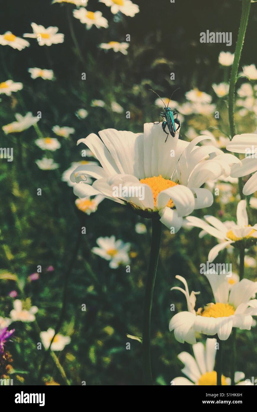 Wildflowers with insect on the petals Stock Photo - Alamy