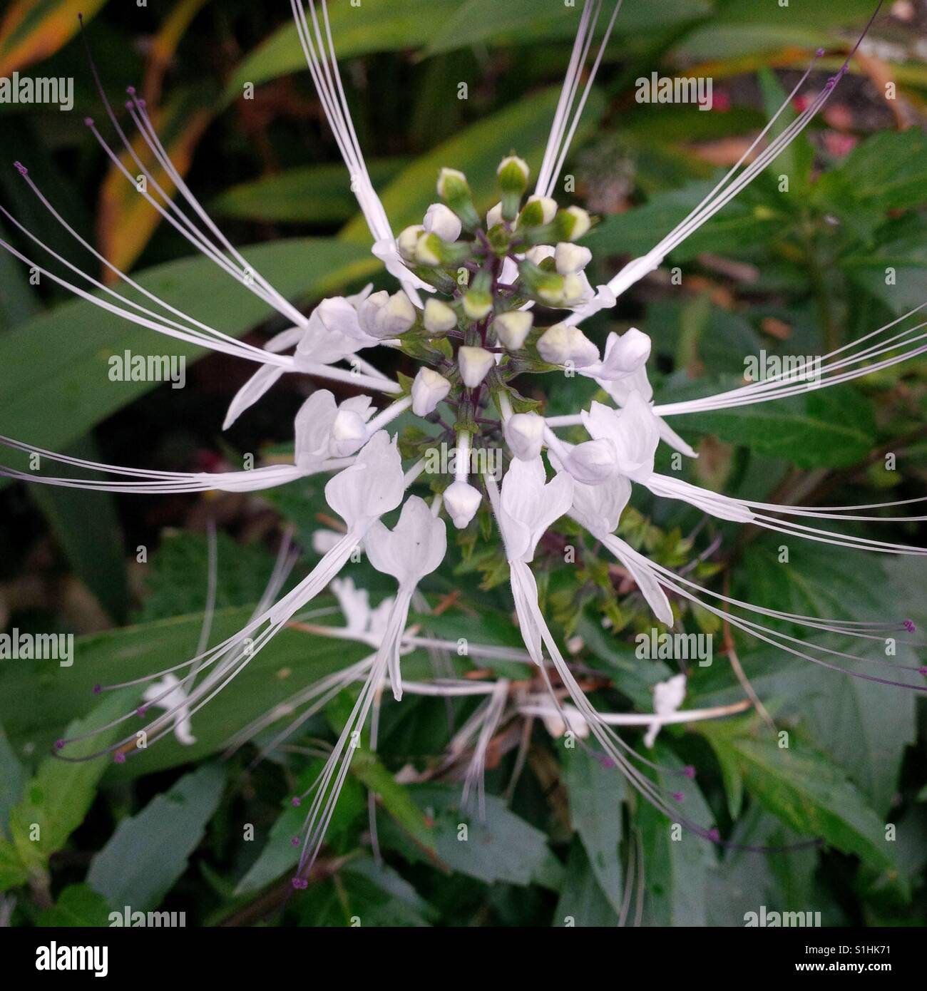 White flower from indonesian village Stock Photo - Alamy