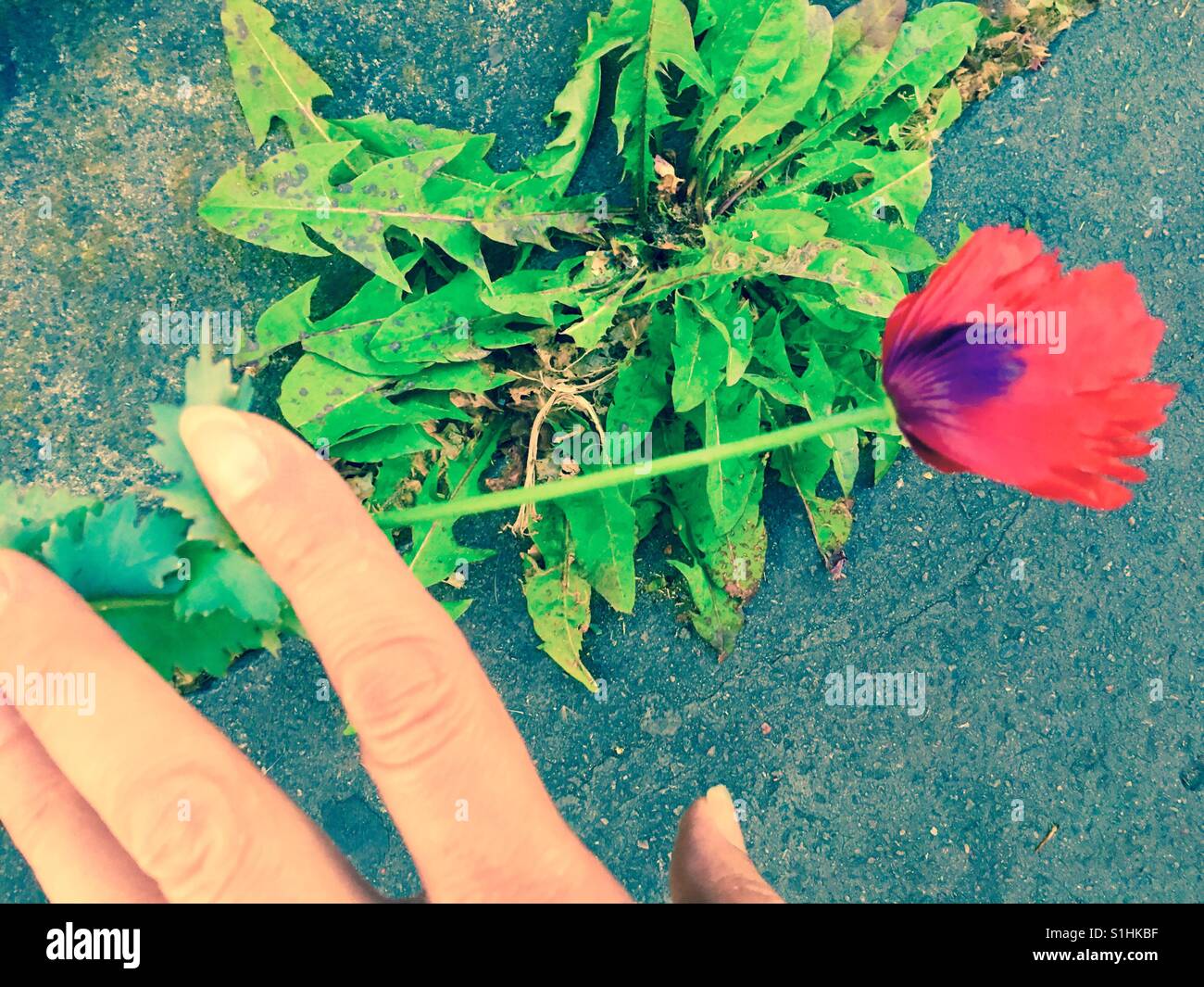Poppy leaves hi-res stock photography and images - Alamy