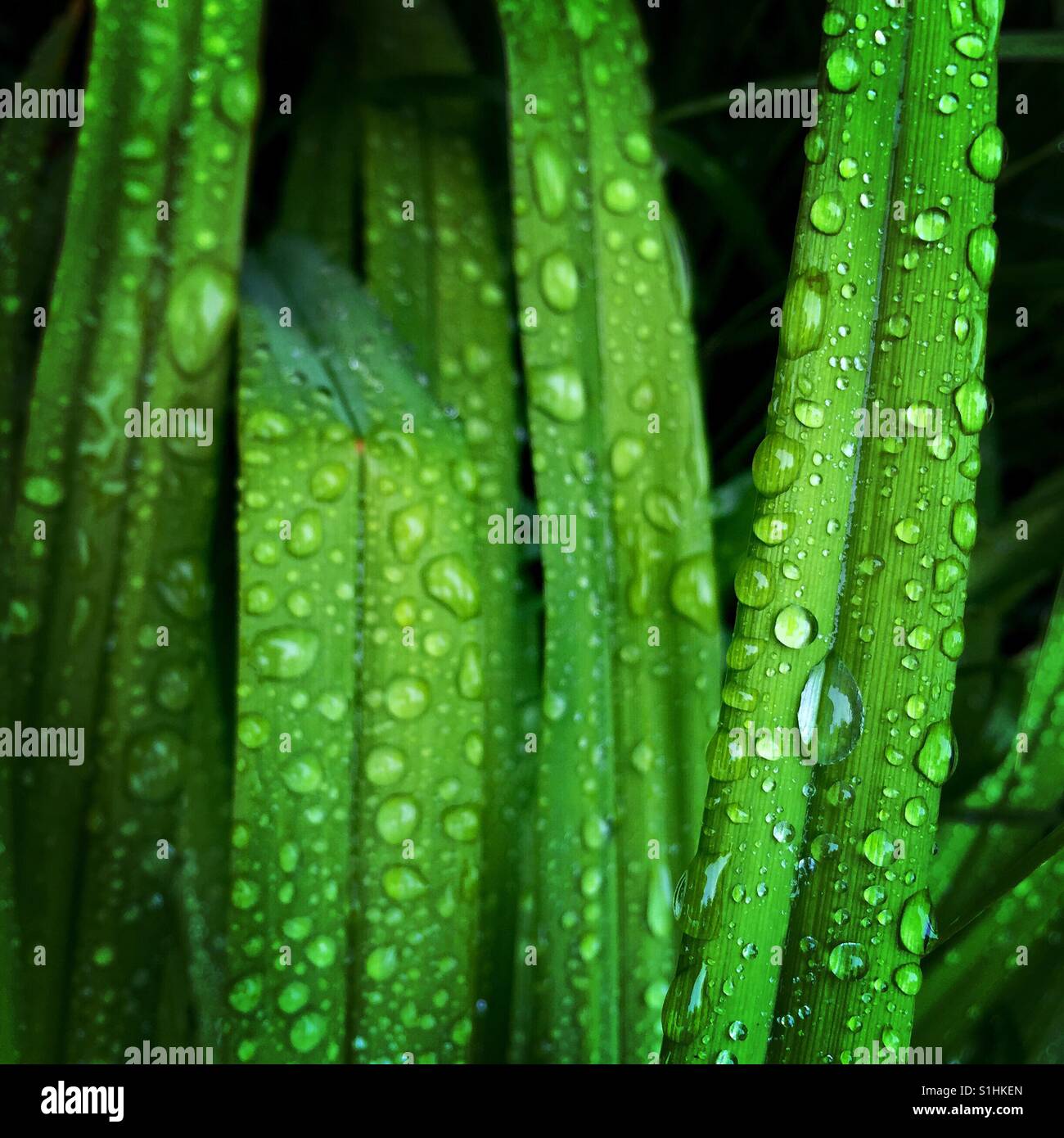Droplets on plant hi-res stock photography and images - Alamy