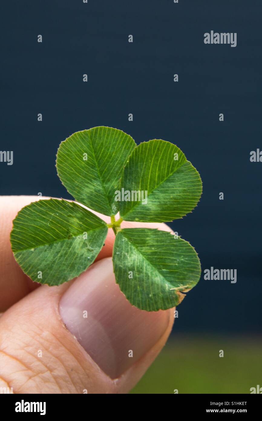 Vertical closeup photo of a green four leaf clover being held in the ...