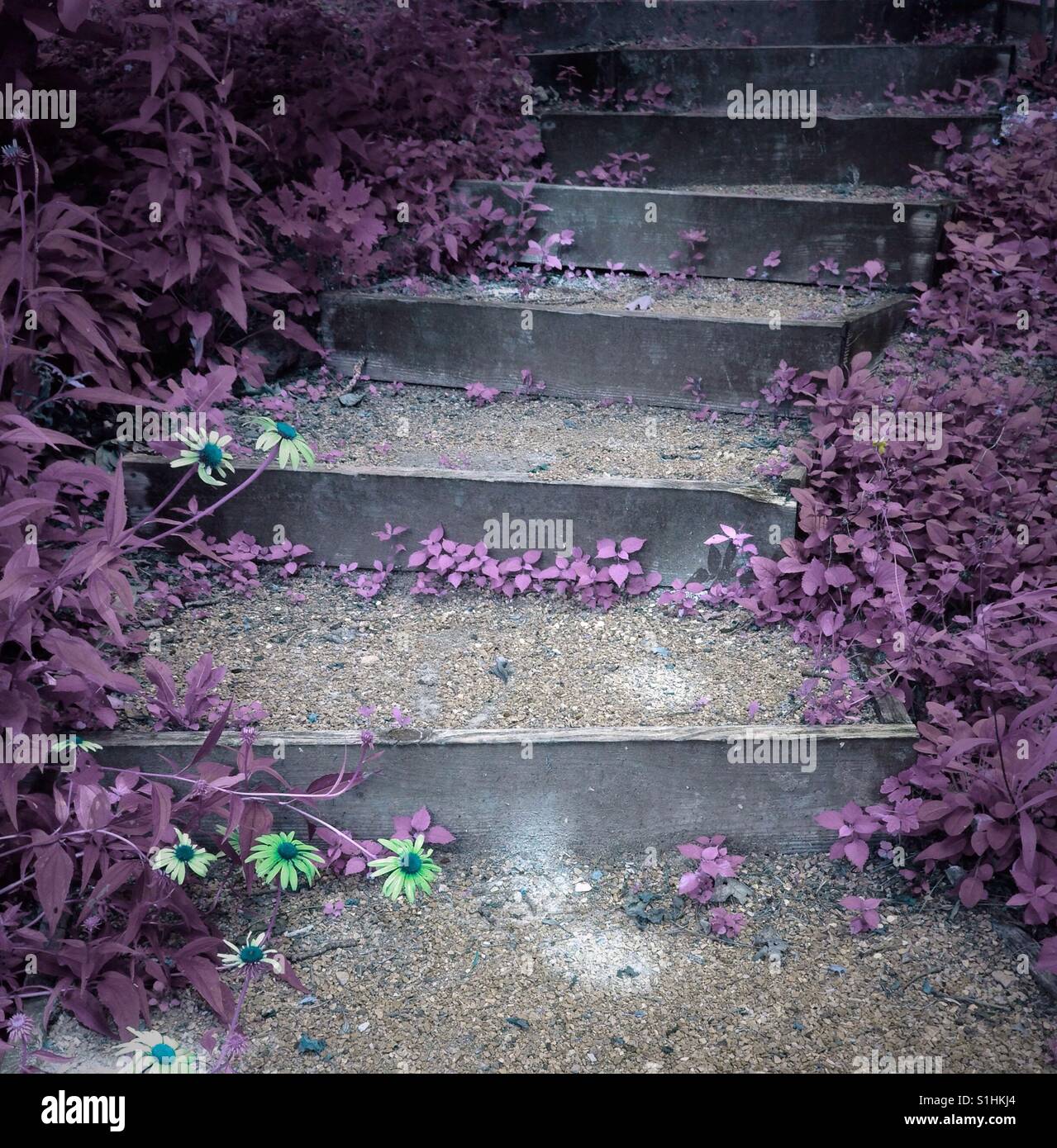 Purple staircase hi-res stock photography and images - Alamy