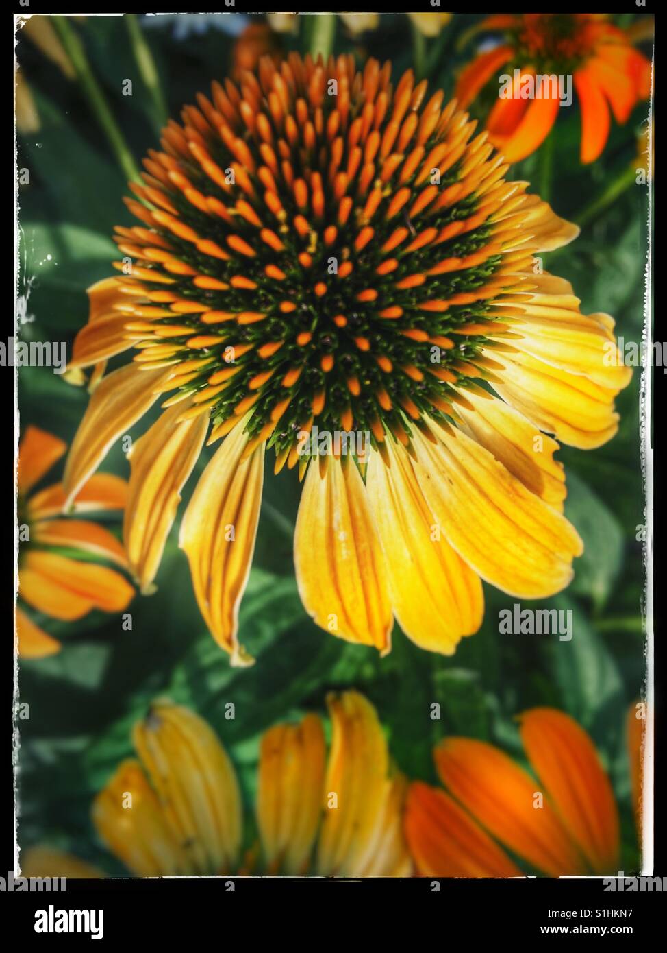 Shining flower hi-res stock photography and images - Alamy