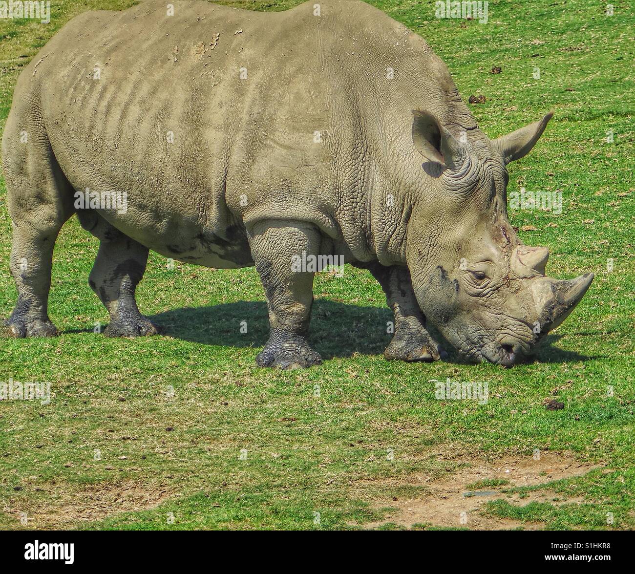 Rhinosaurus High Resolution Stock Photography and Images - Alamy