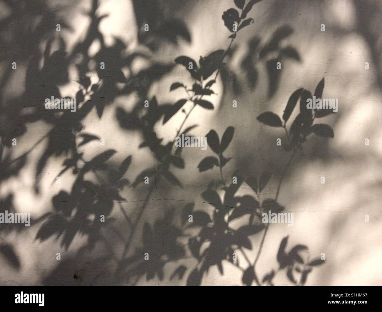 Tree shadows on wall hi-res stock photography and images - Alamy