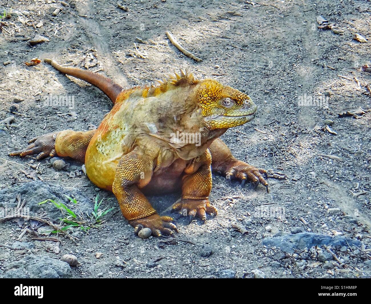 Giant Iguana Galapagos