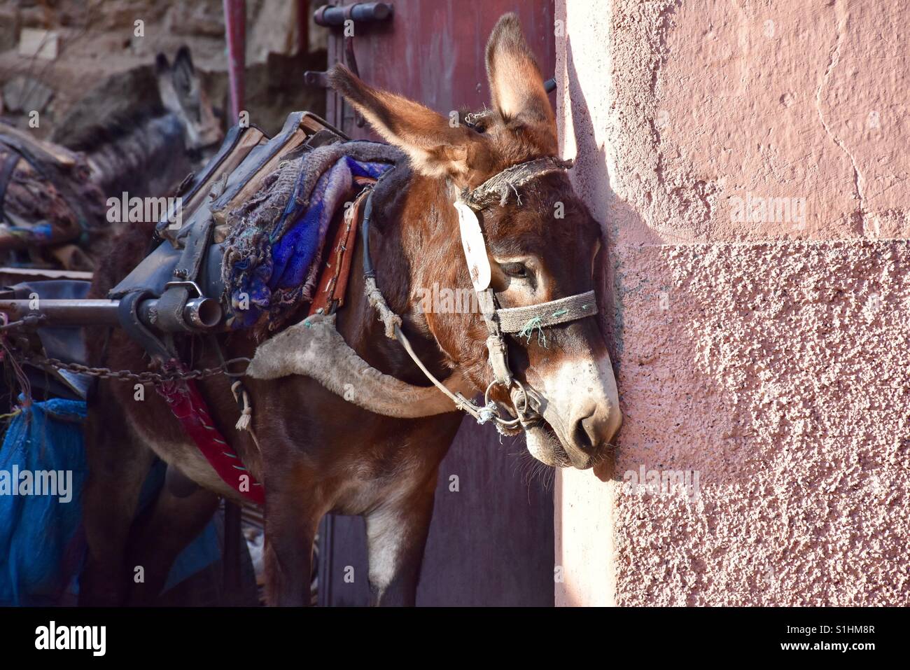 Donkey load hi-res stock photography and images - Alamy