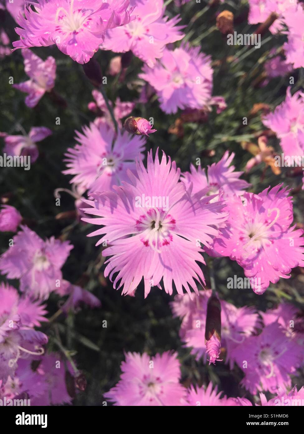 Purple flowers in bloom hi-res stock photography and images - Alamy