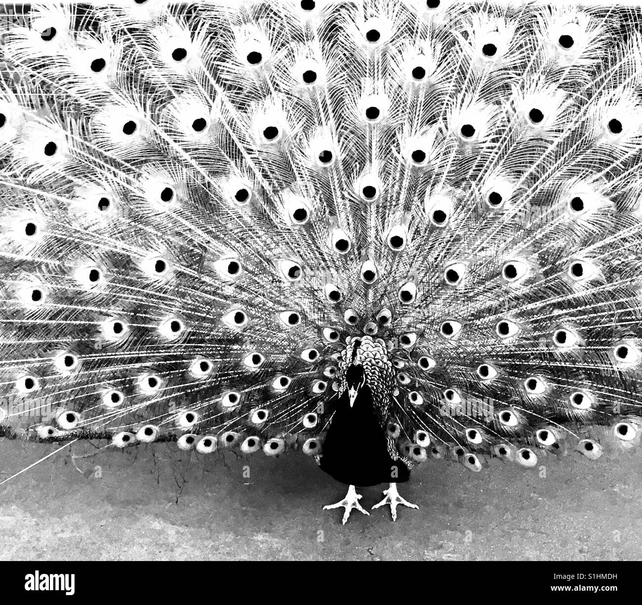 Peacock Black And White Photography