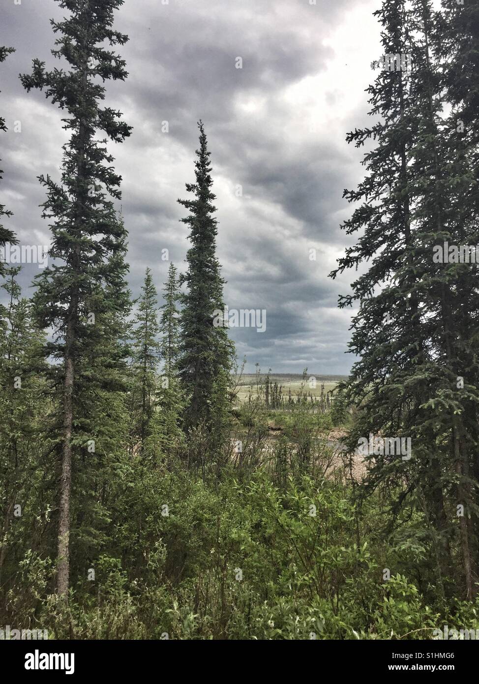 Black Spruce Tree Freshwater