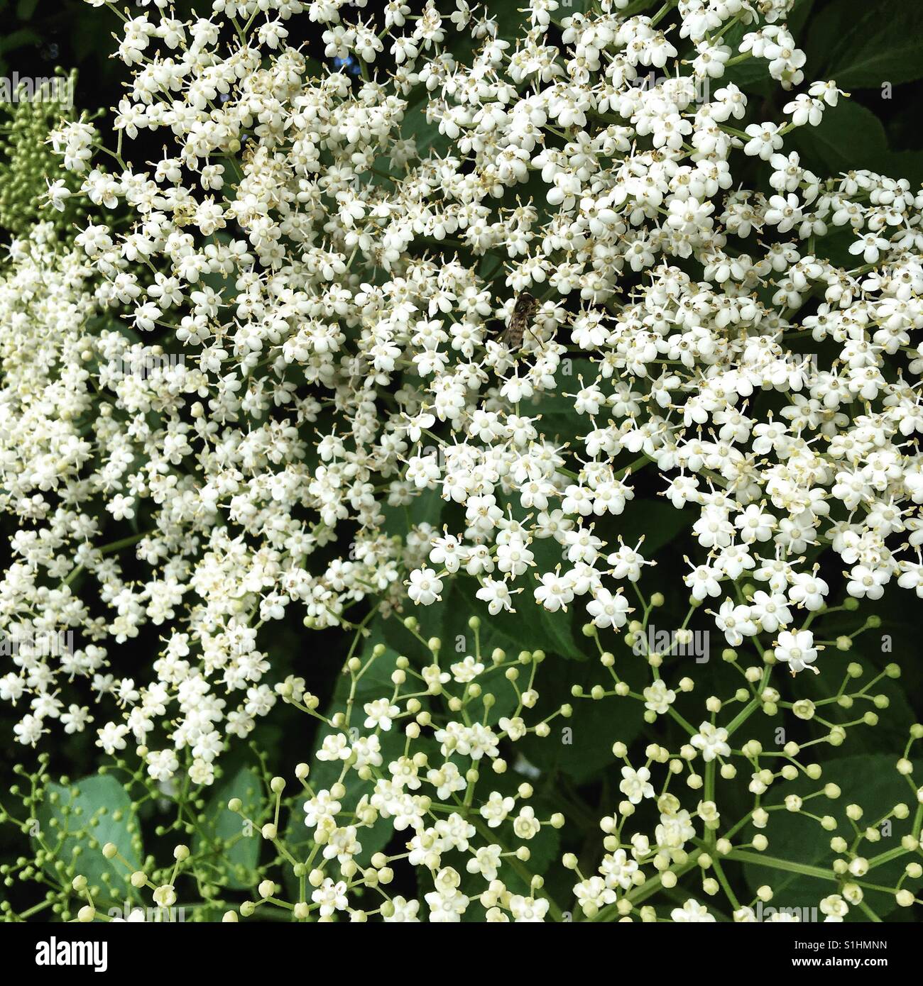 Elderflowers High Resolution Stock Photography and Images - Alamy