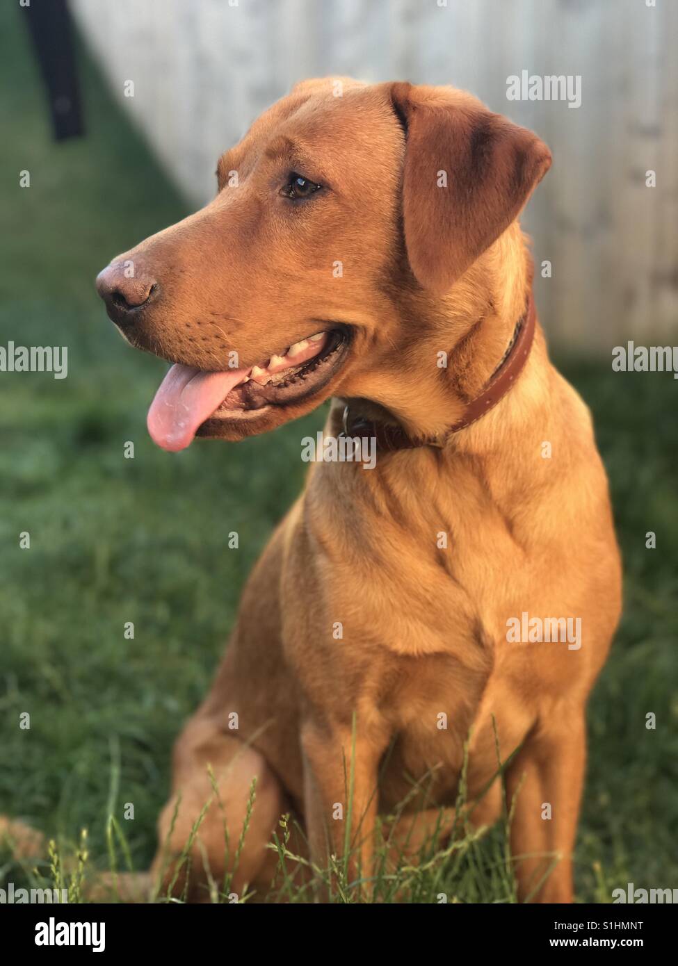 Red labrador hi-res stock photography and images - Alamy