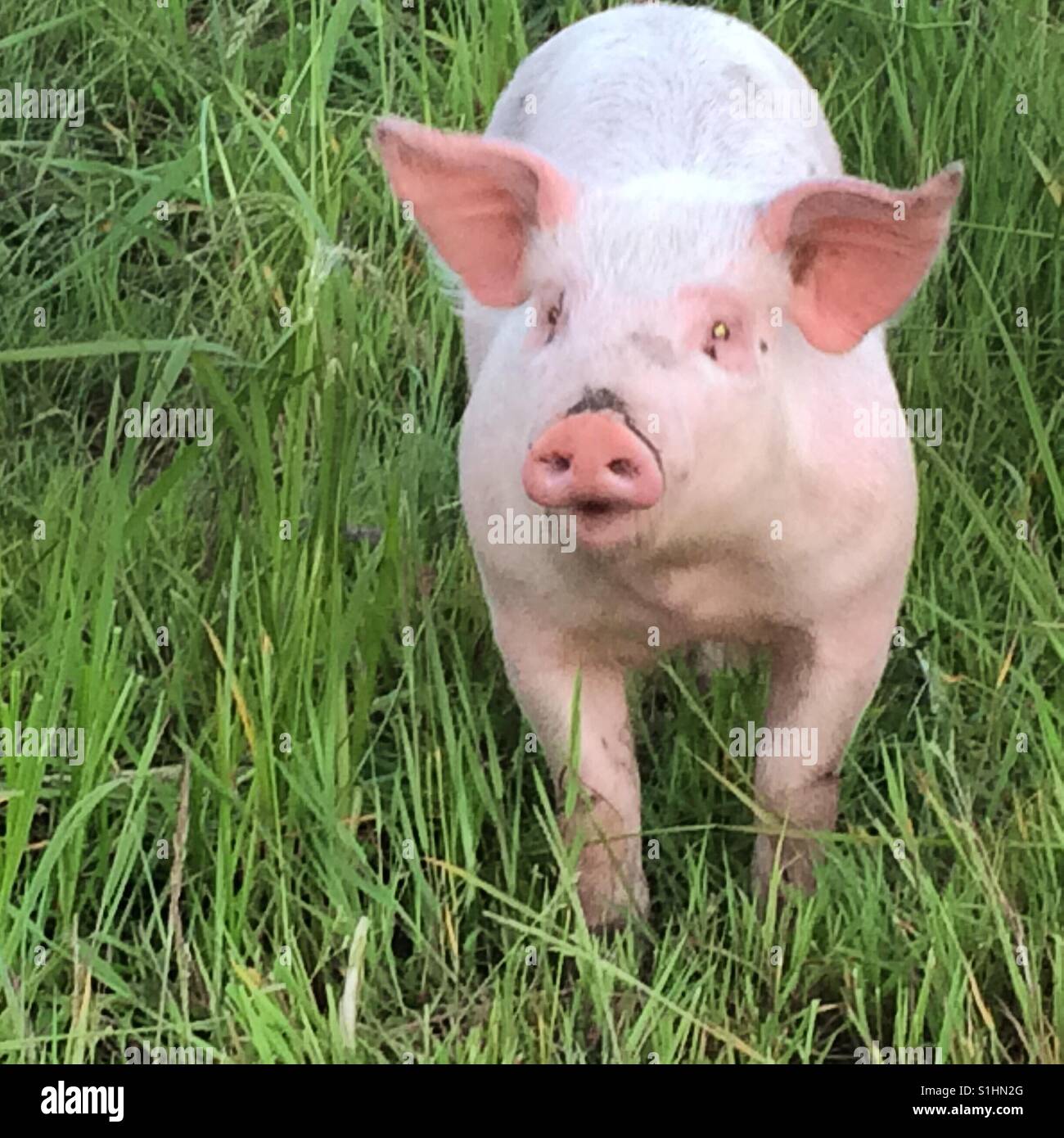 Happy pig grass hi-res stock photography and images - Alamy