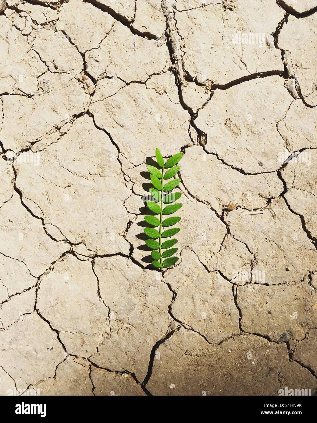 Ground leaves hi-res stock photography and images - Alamy