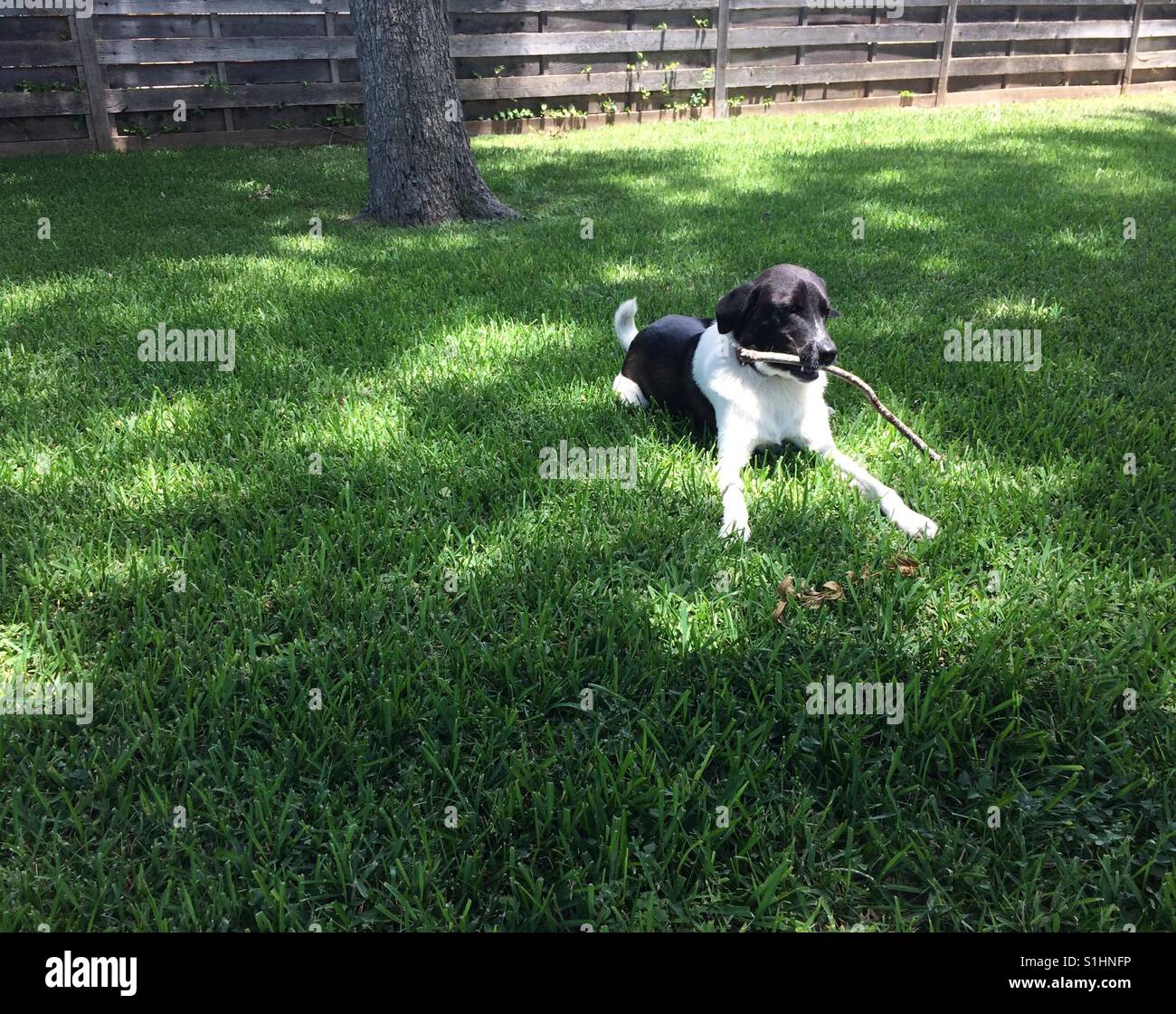 Happy dogs hi-res stock photography and images - Alamy