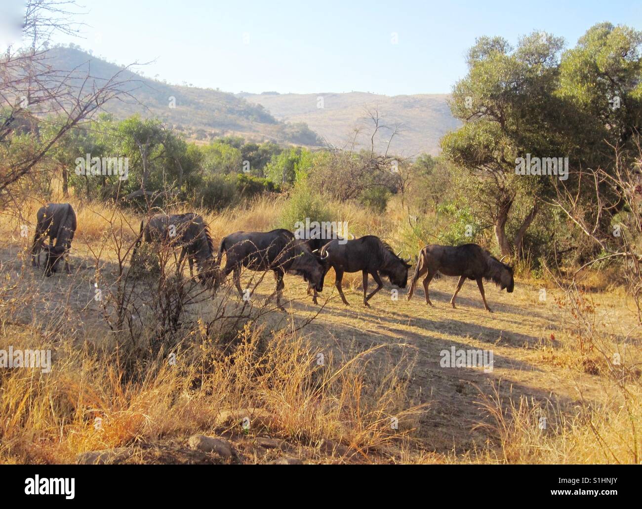 Buffalo migration hi-res stock photography and images - Alamy