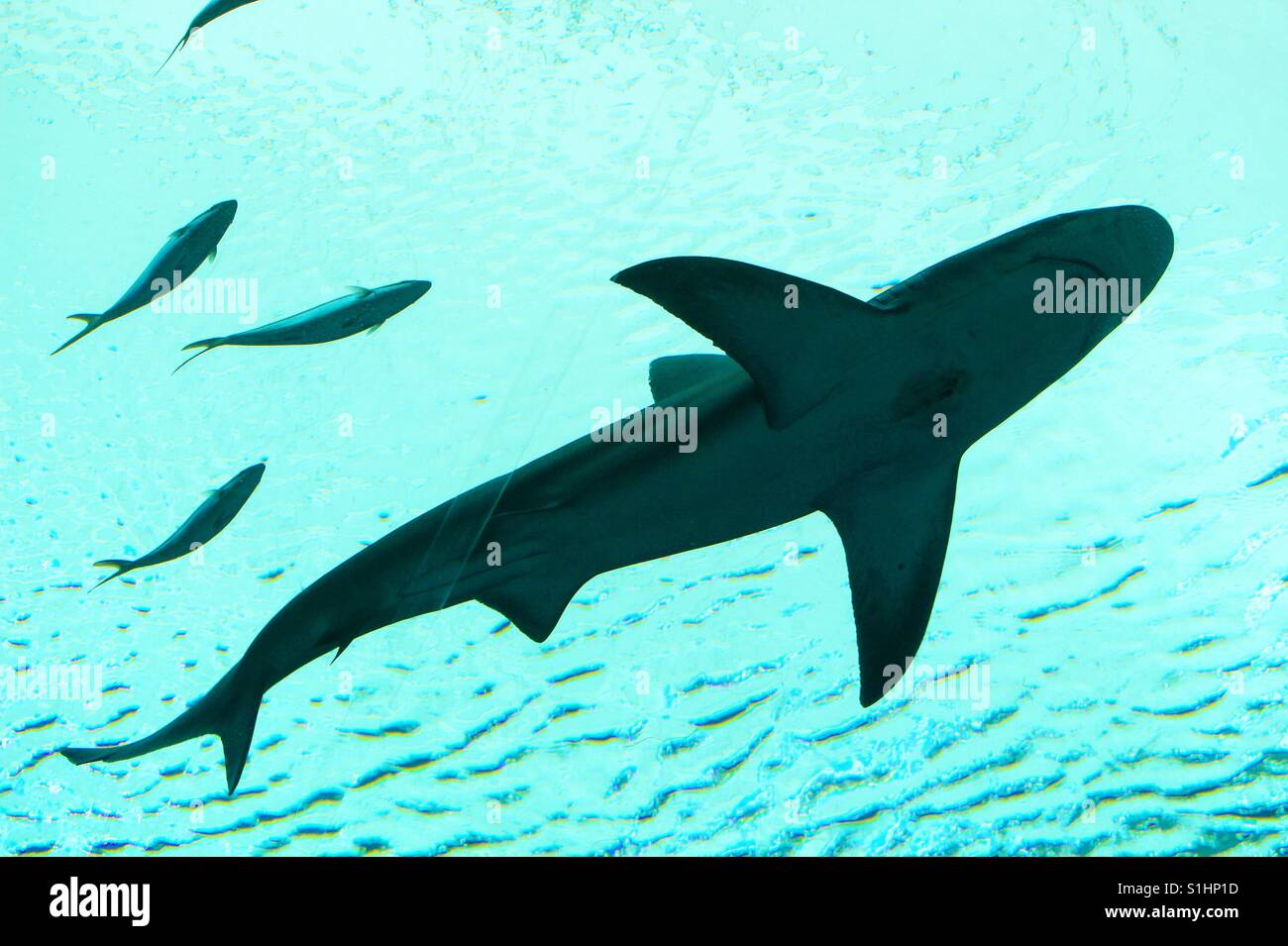 Shark swimming overhead Stock Photo - Alamy