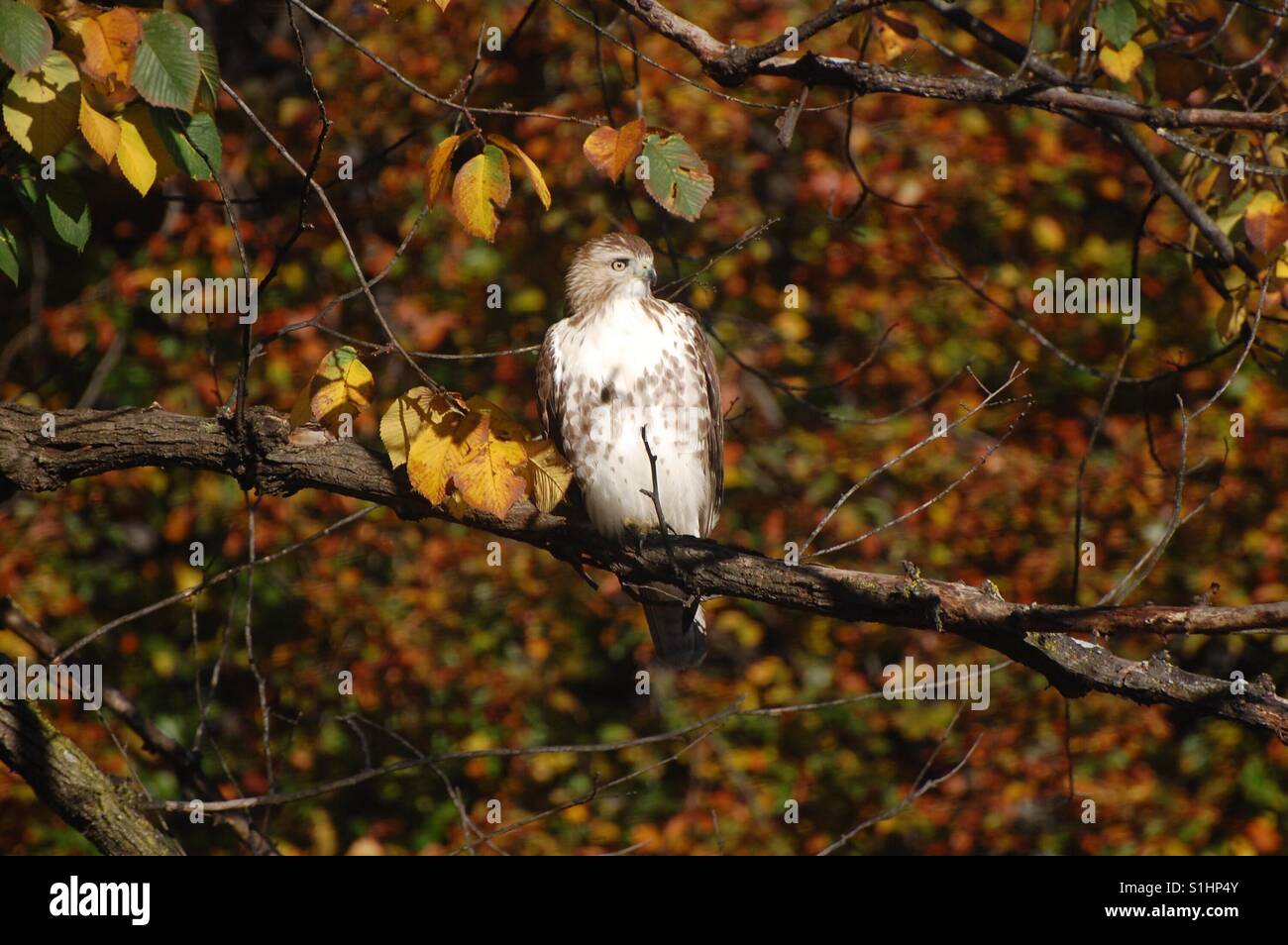 Junior hawk hi-res stock photography and images - Alamy