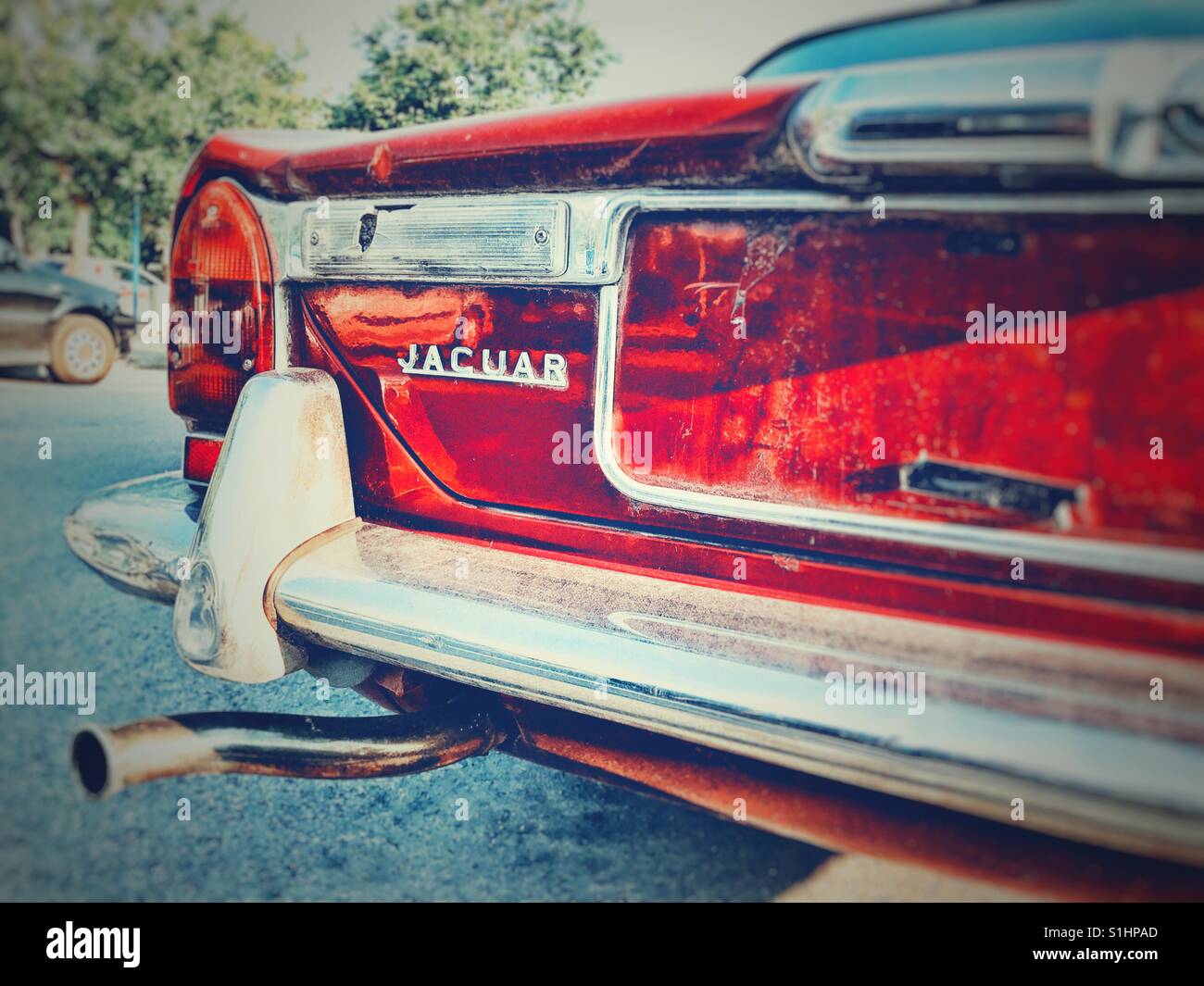 Jaguar rear view Stock Photo - Alamy