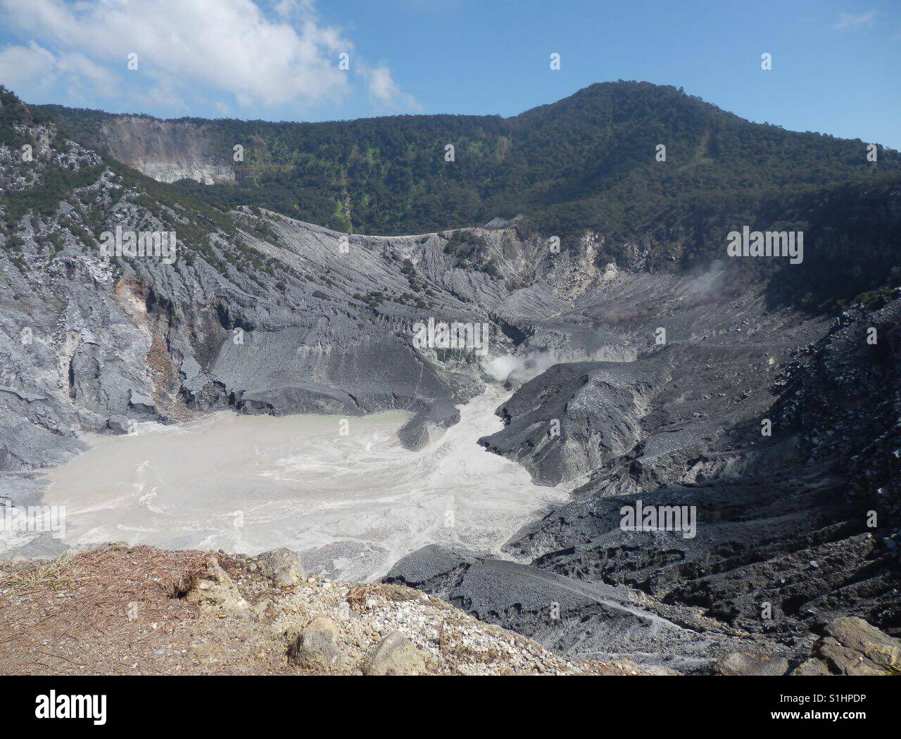 Ash springs hi-res stock photography and images - Alamy