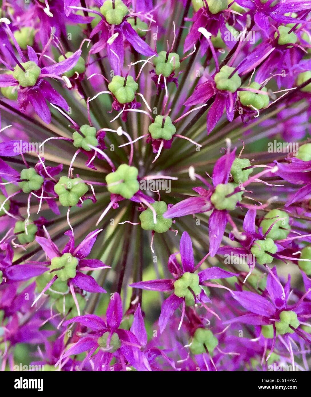 Large flower cluster hi-res stock photography and images - Alamy