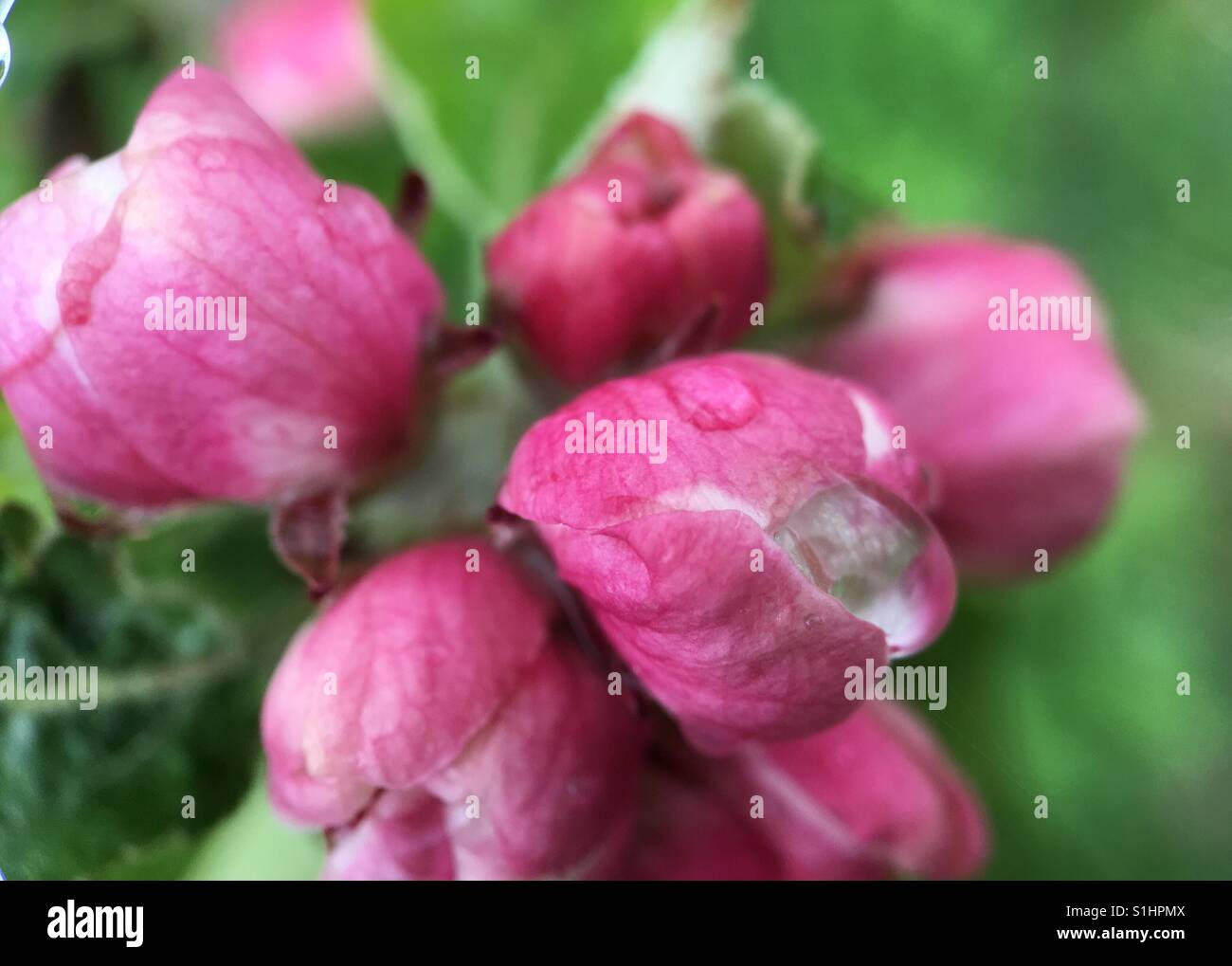 Apple tree fruit bud hi-res stock photography and images - Alamy