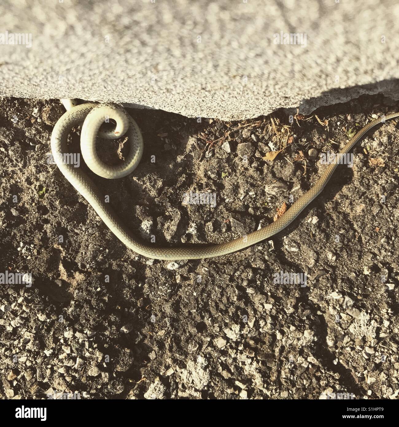 Snake on asphalt Stock Photo - Alamy