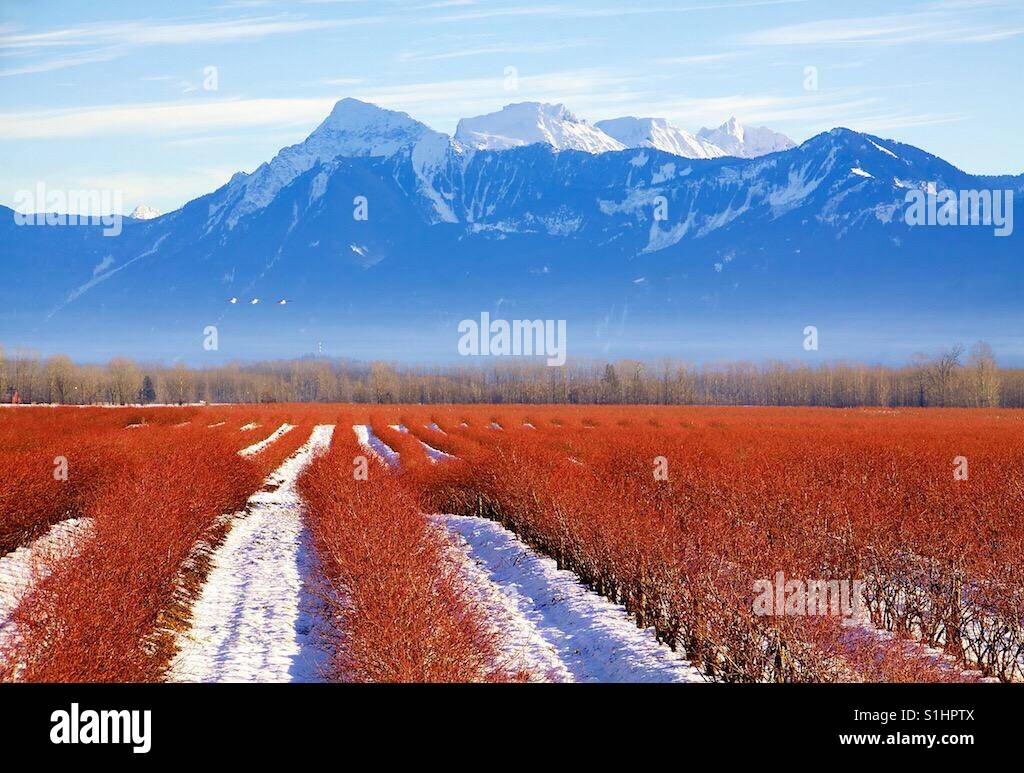 Blueberry fields hi-res stock photography and images - Alamy