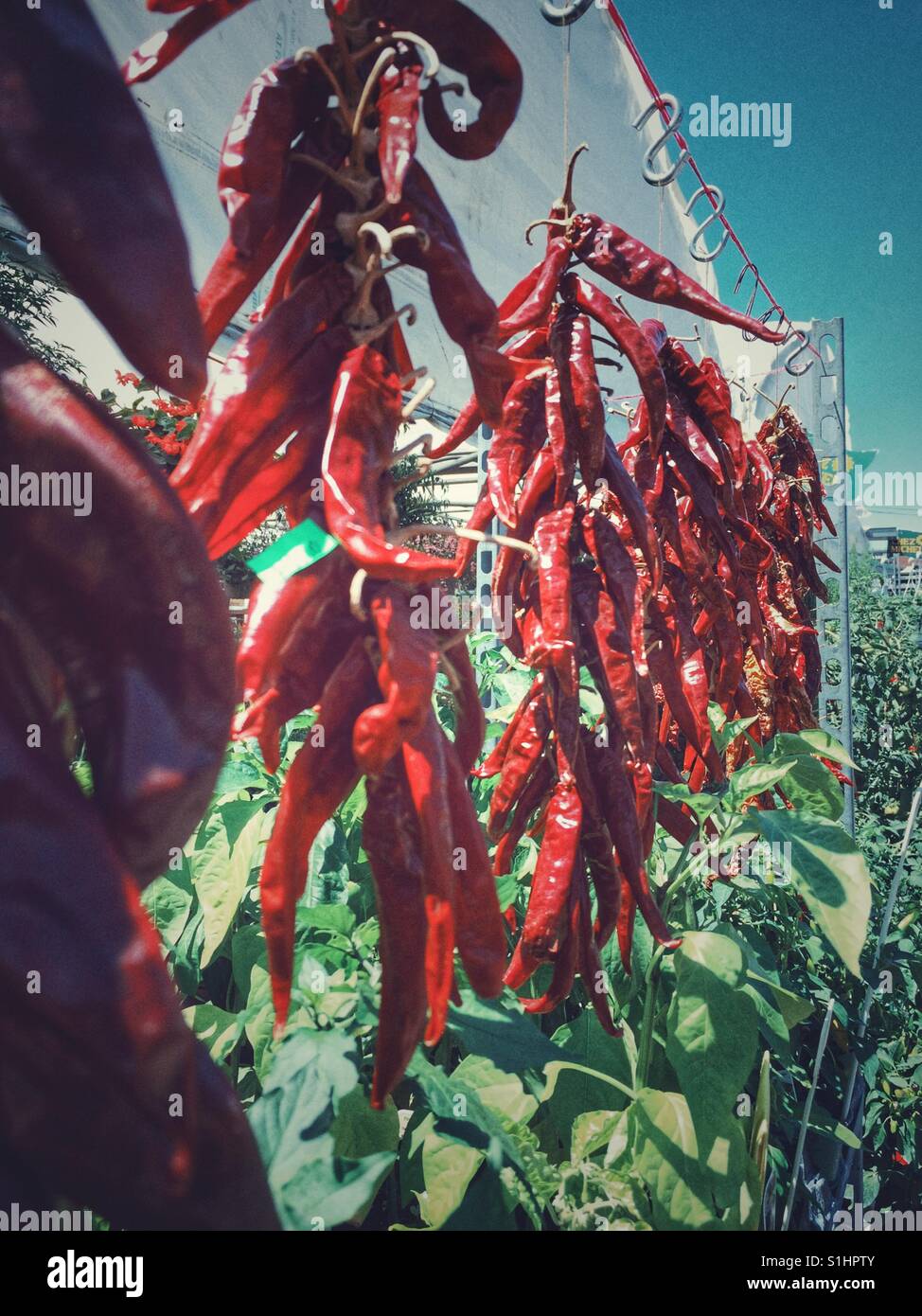 Chilli peppers for sale at the farmers market Stock Photo - Alamy