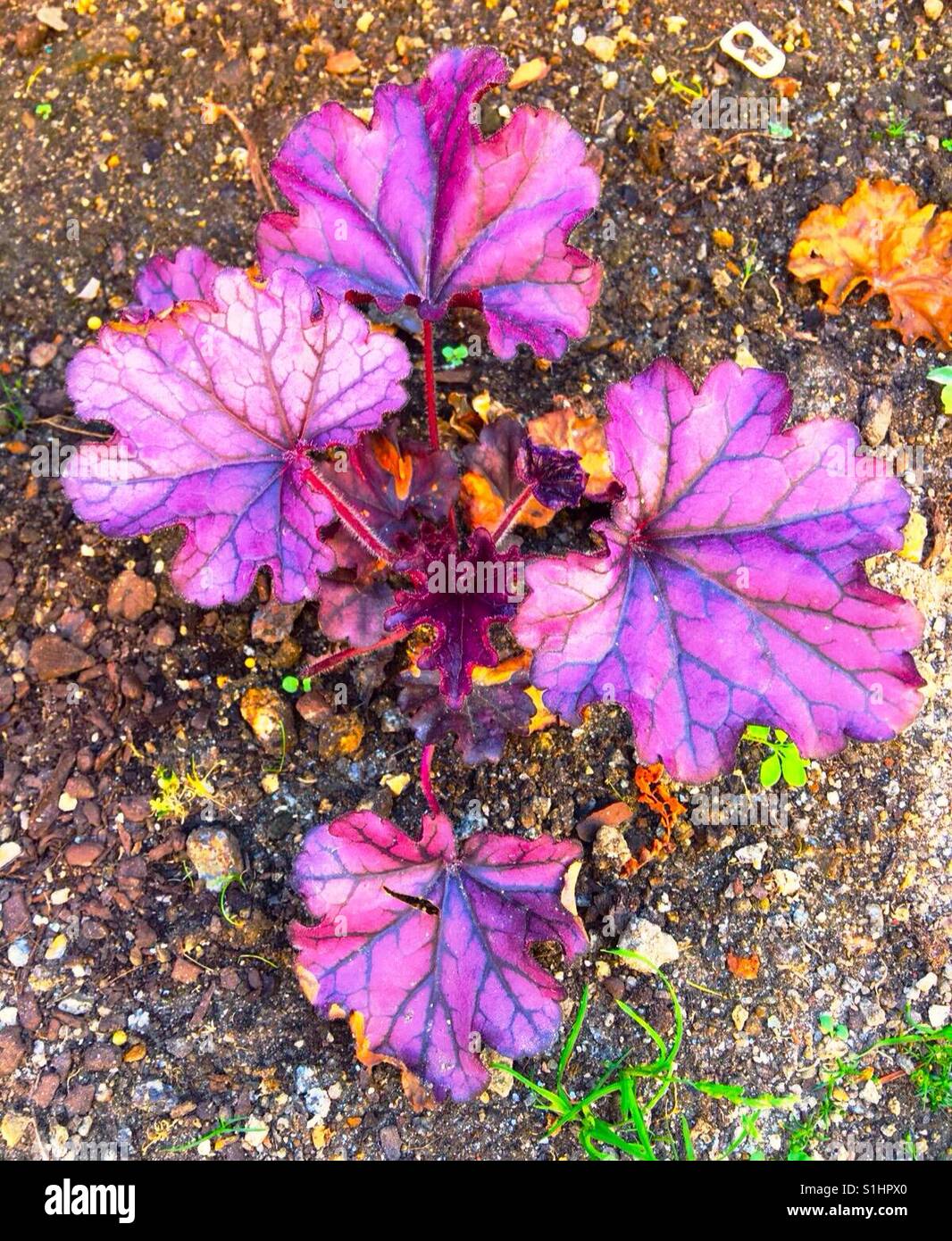 Purple leaf hi-res stock photography and images - Alamy