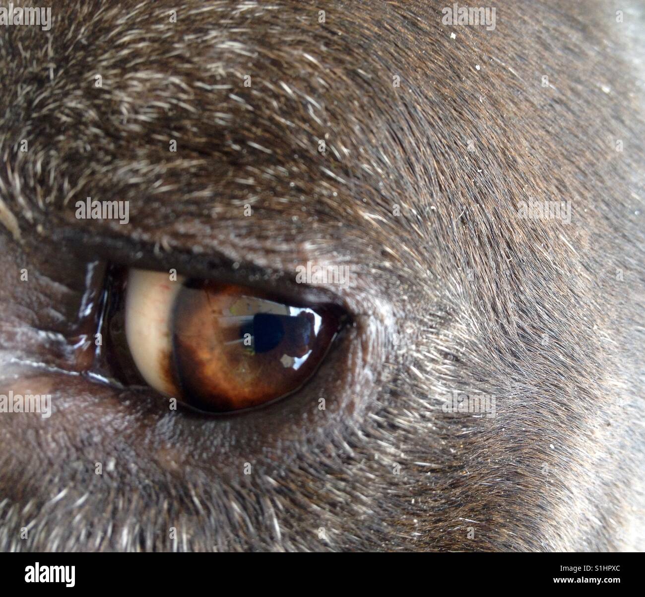 Dog gazing hi-res stock photography and images - Alamy