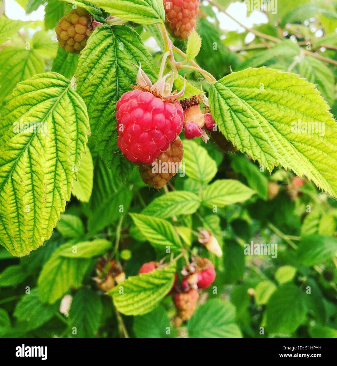 Fresh growing raspberry Stock Photo - Alamy