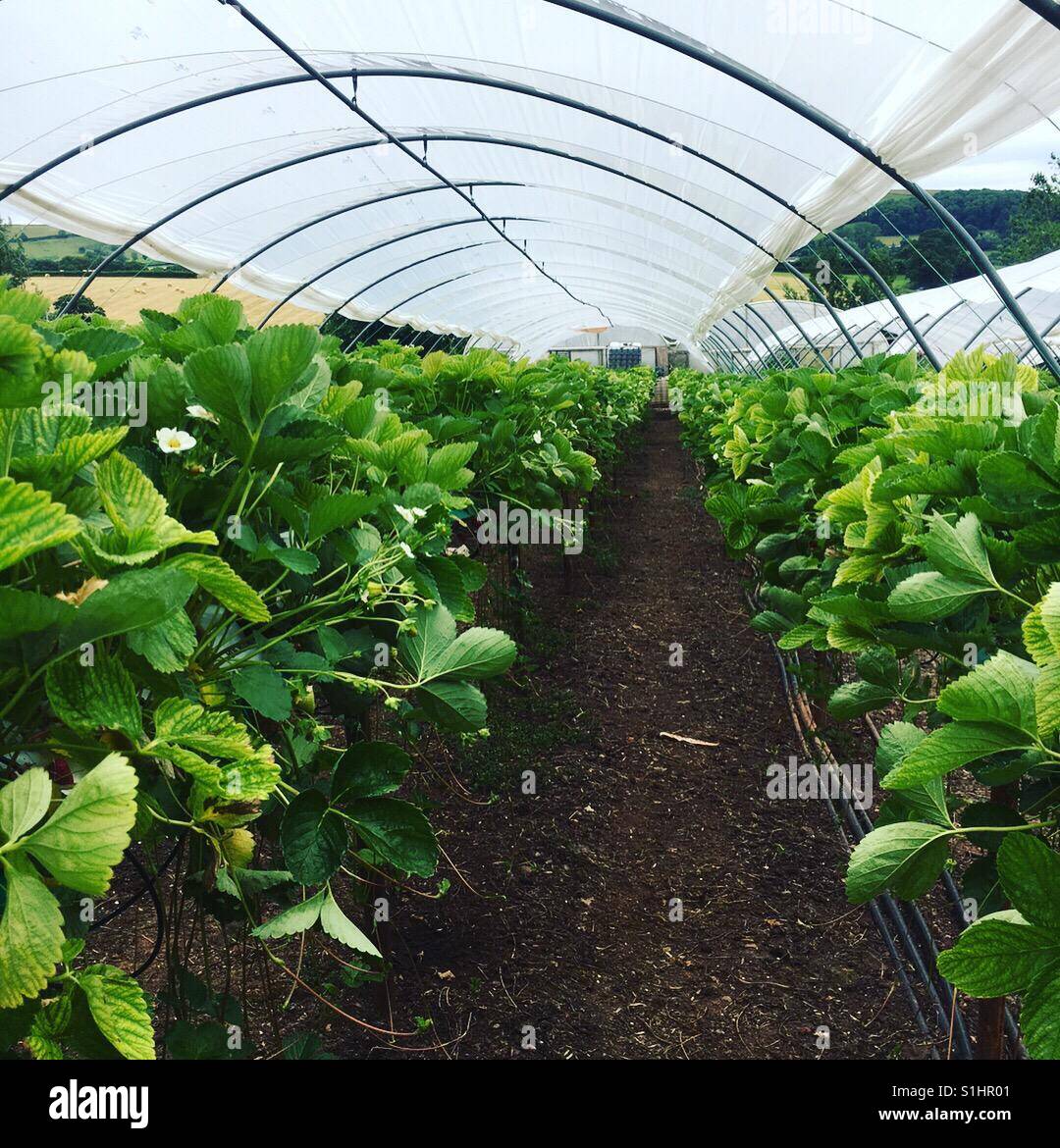 Strawberry picking strawberry hi-res stock photography and images - Alamy