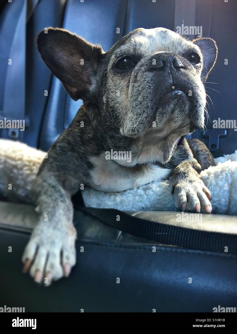 French bulldog back hi-res stock photography and images - Alamy