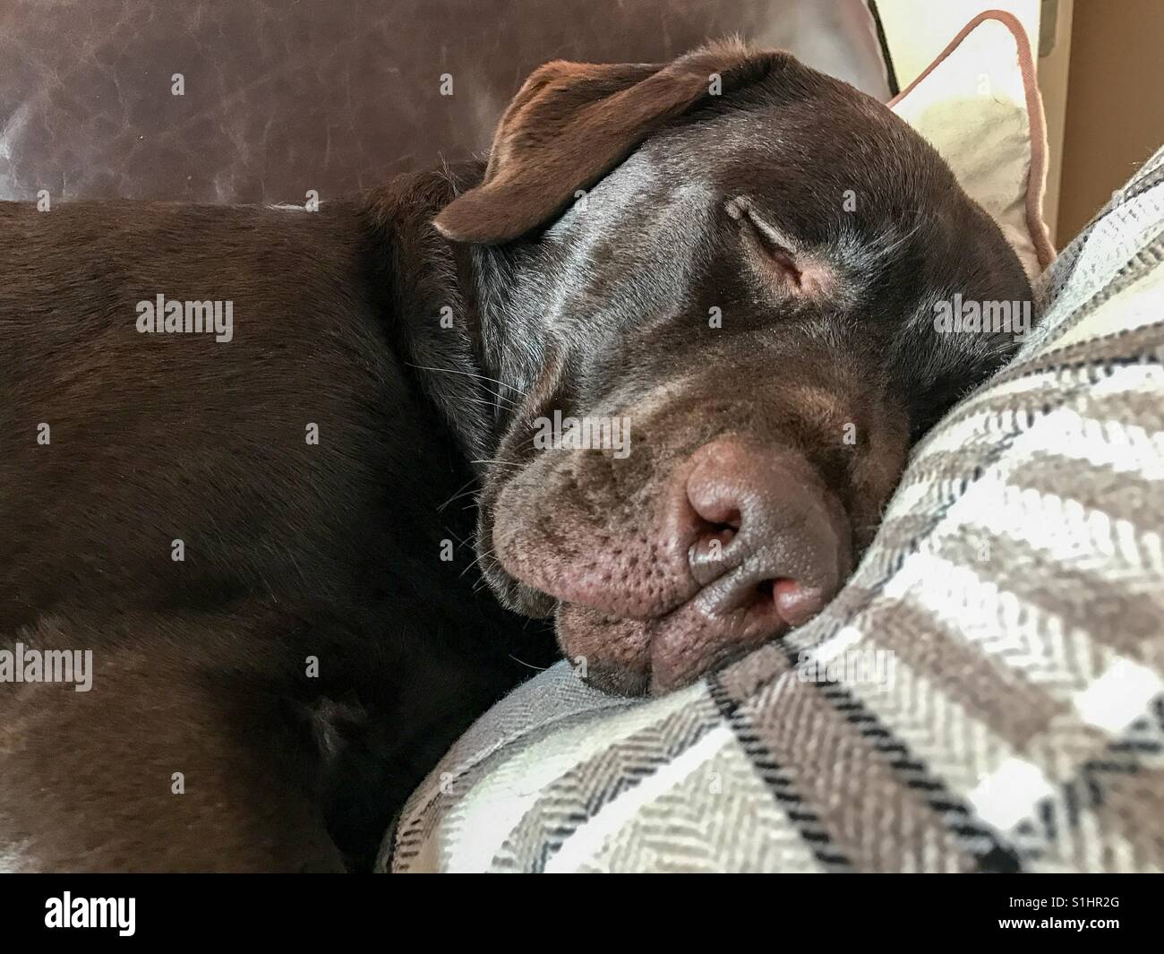 Chocolate Labrador sleeping on soft furnishings Stock Photo - Alamy