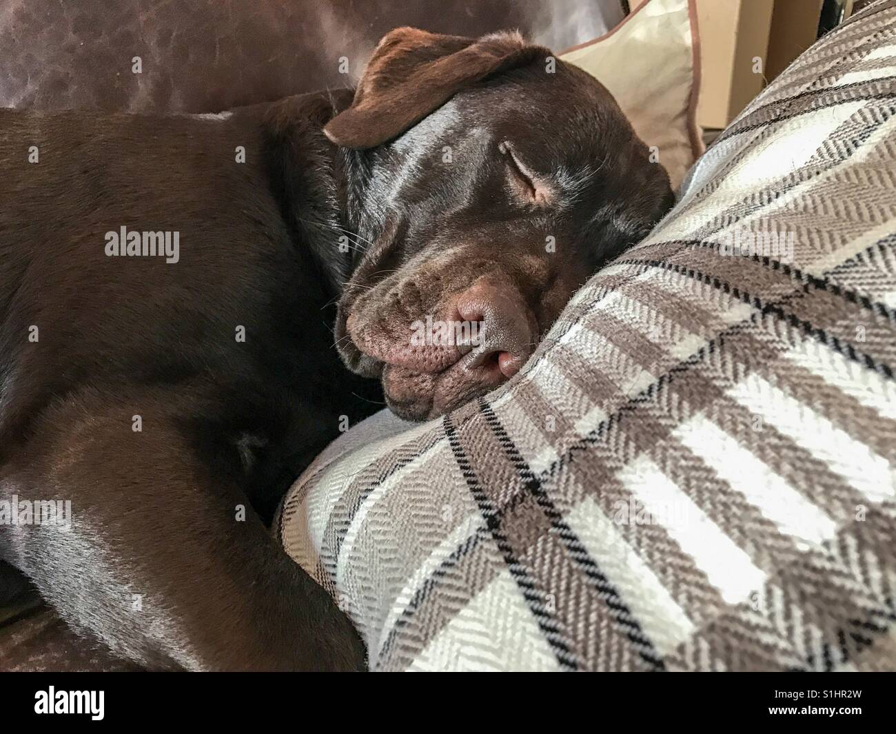 Lazy dog sleeping on soft furnishings Stock Photo - Alamy
