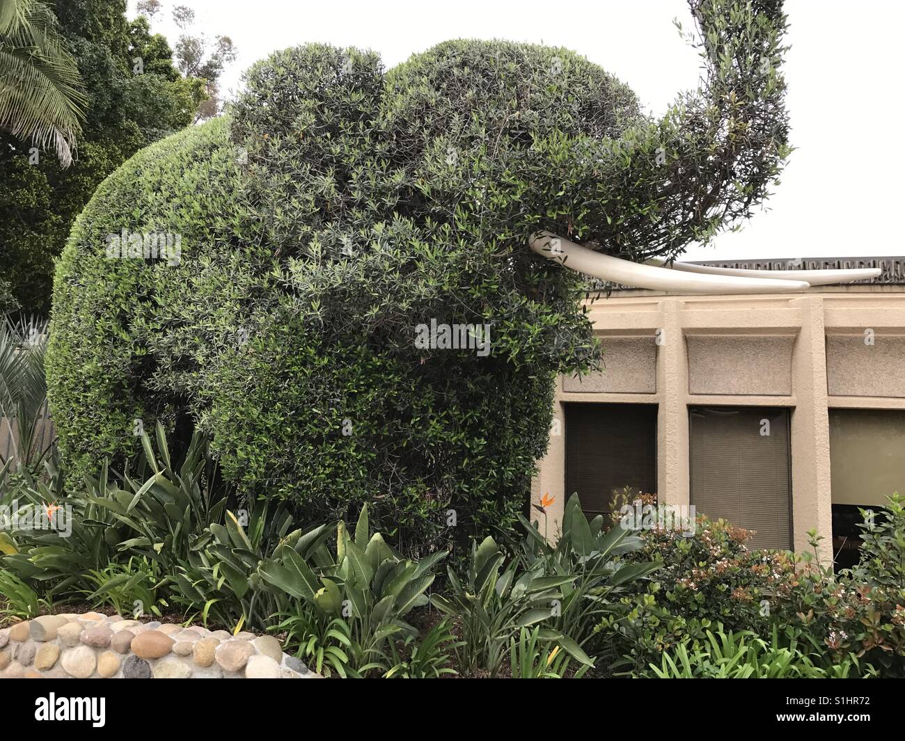 Elephant tree hi-res stock photography and images - Alamy