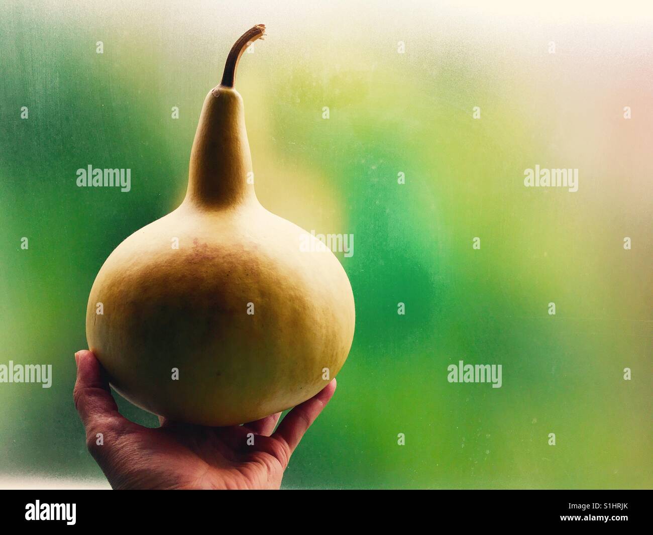 Dry squash against blurred background Stock Photo - Alamy