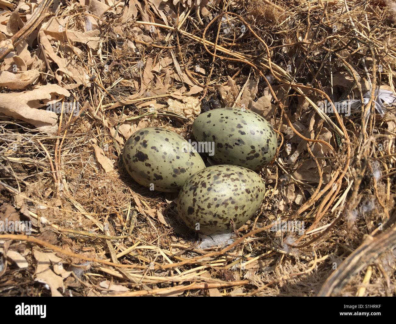 Three birds nesting hi-res stock photography and images - Alamy